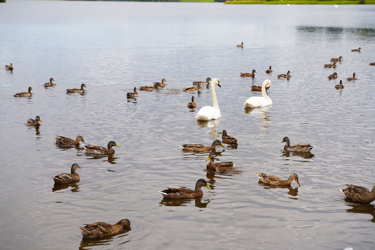 Exploring Lough Muckno Leisure Park: Outdoor Adventures in Castleblayney